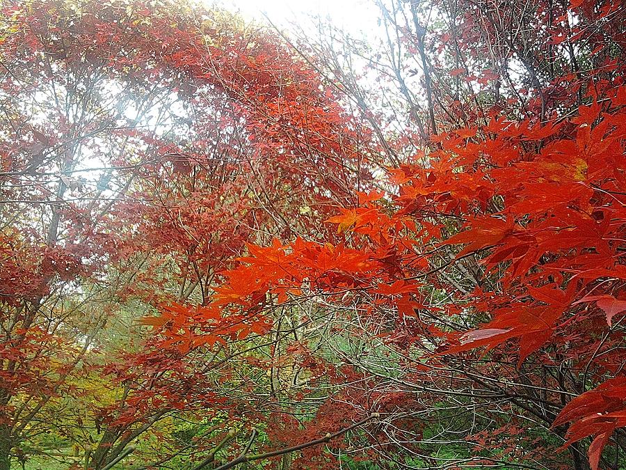 Orange Colored Trees by Chris Meyers