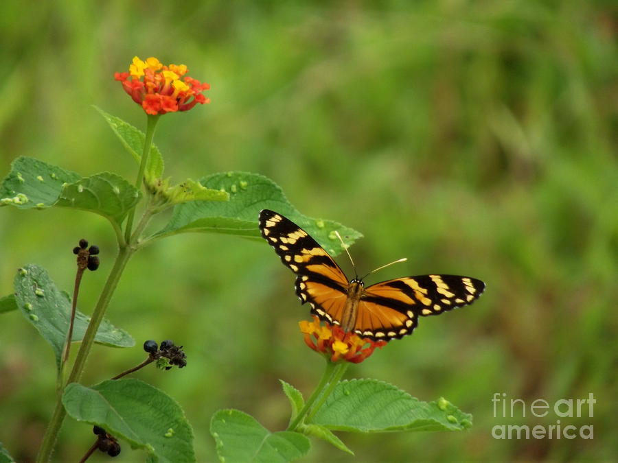 Orange Flash Photograph by William Patterson - Fine Art America