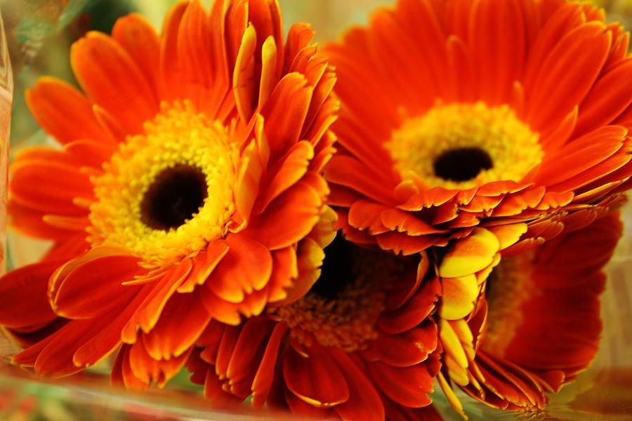 Orange Gerber Bundle Photograph by Bruce Bley - Fine Art America