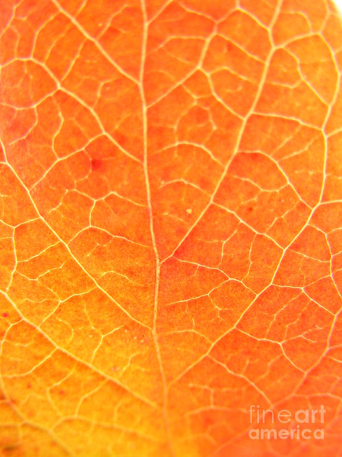 Orange Leaf Abstract Photograph by Mariah Stone - Fine Art America