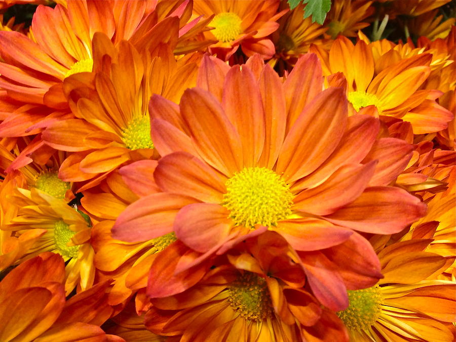 Orange Mums Photograph by Eve Spring - Fine Art America