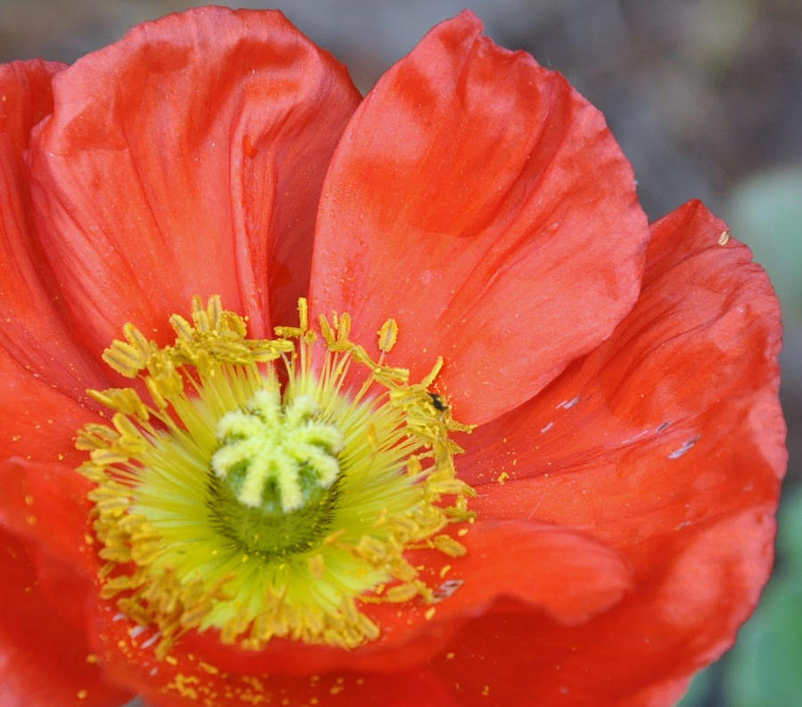 Orange Poppy Photograph by Kathy Ricca - Fine Art America