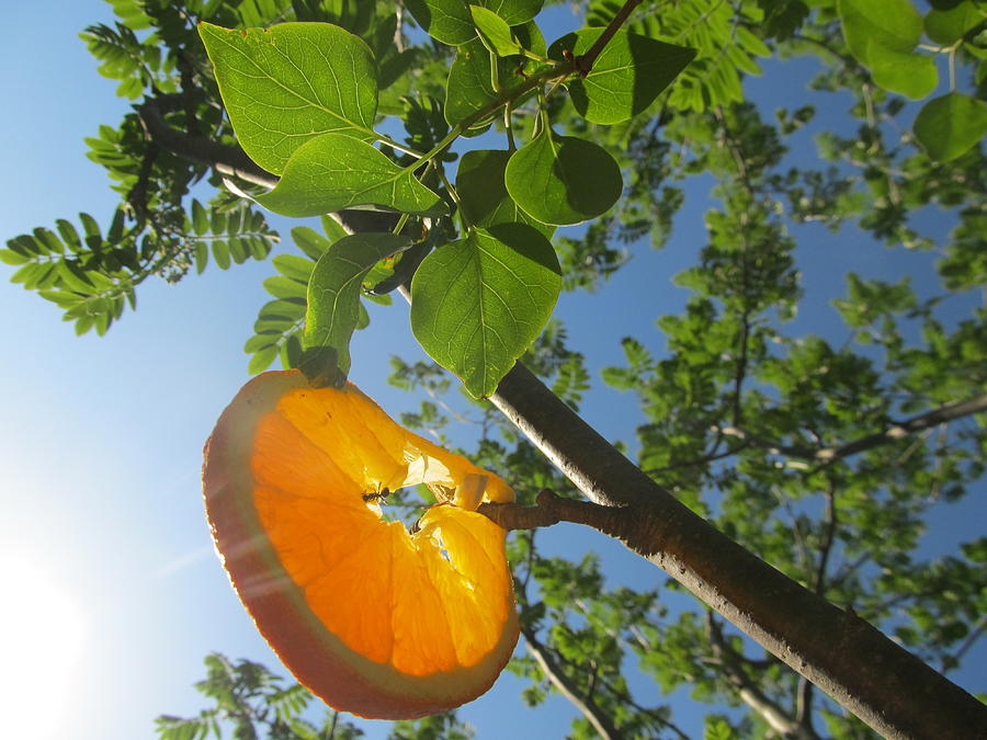 Orange Slice Photograph by Kaleb Scharfenberg - Pixels