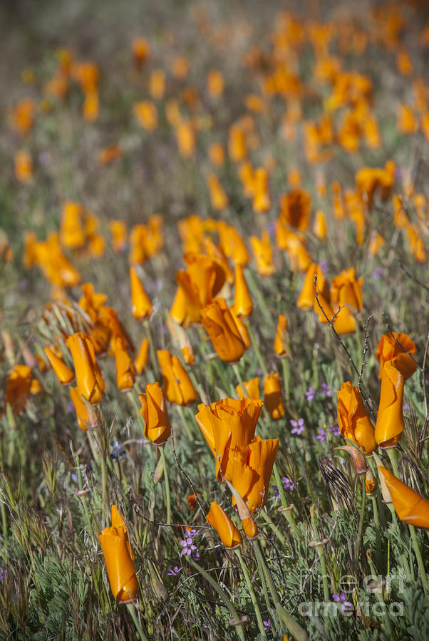 Orange View Photograph by Eileen Mandell - Fine Art America
