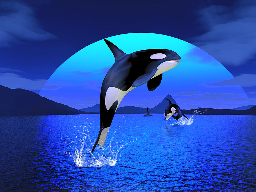 Orca Digital Art by Simone Gatterwe - Pixels