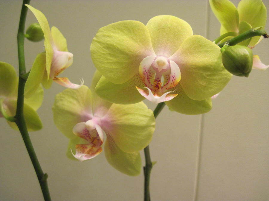 Orchid - Pale Yellow Photograph by Sharon Spears - Fine Art America