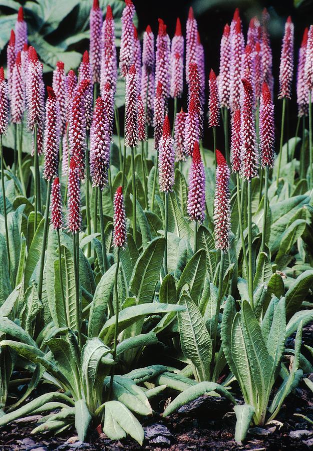 Orchid Primroses (primula Vialli) Photograph by Vaughan Fleming - Fine ...