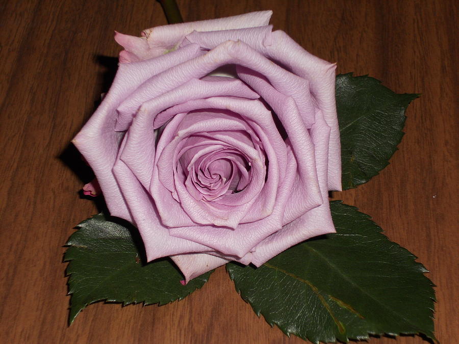 Original Violet Rose Photograph by Gail Schmiedlin - Pixels