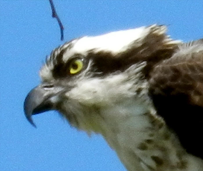 Osprey Close up Photograph by William Bryan - Fine Art America