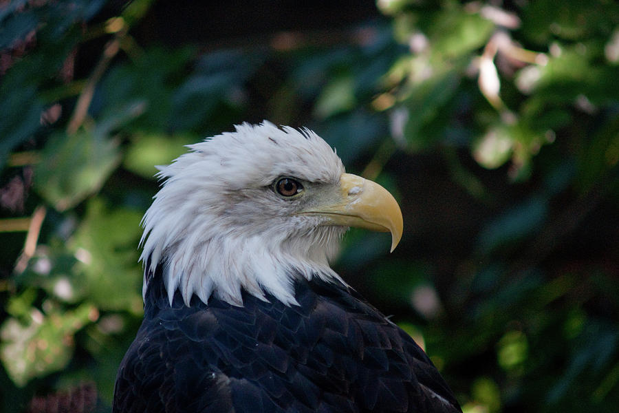 Our Symbol Photograph by Craig Hosterman | Fine Art America