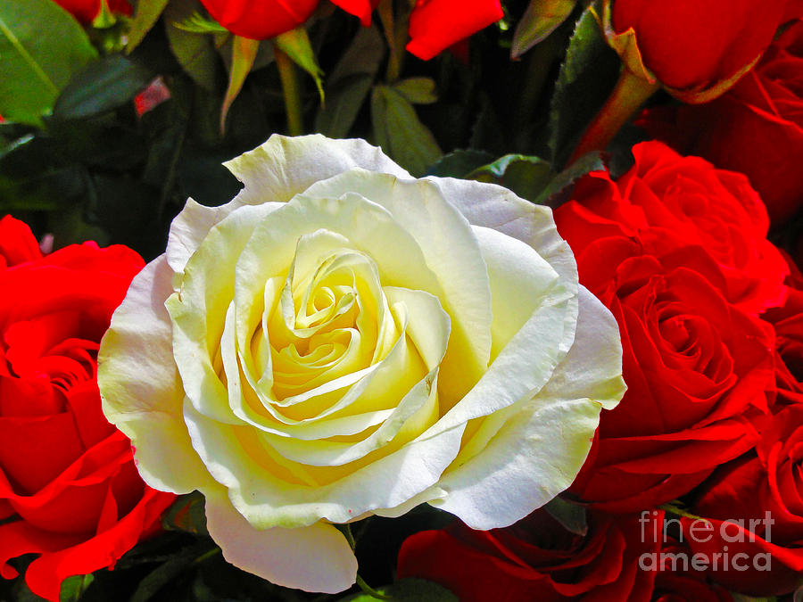 Outcast Rose Photograph by Al Bourassa - Fine Art America