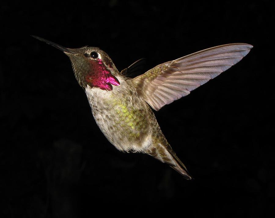 Outstretched Wing Photograph by JCM Digital Imaging - Pixels