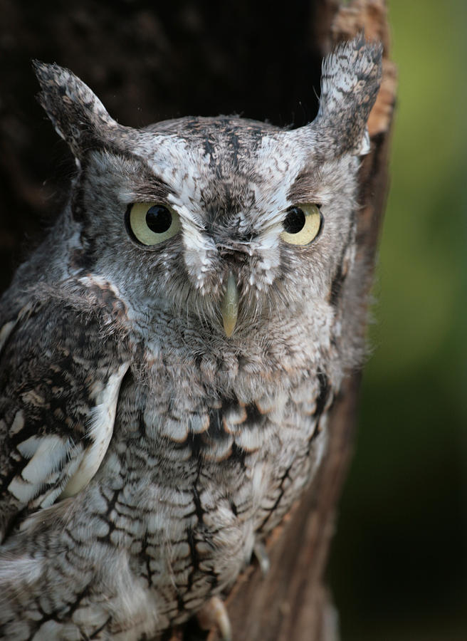 Owl Photograph by Conrad Collaco - Fine Art America