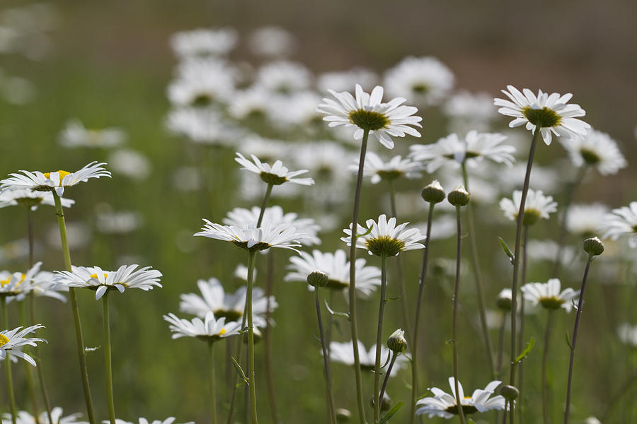 Oxeye Daisy Wildflower Field Photograph by Kathy Clark - Fine Art America Oxeye Daisy Wildflower Field Photograph by Kathy Clark - Fine Art America