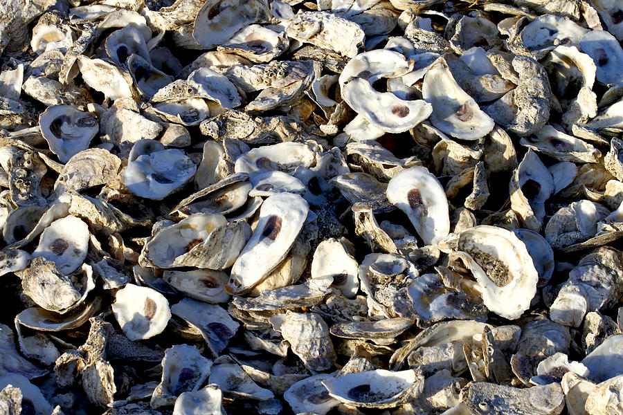 Oyster Shells Photograph by Jeffrey Zipay - Pixels