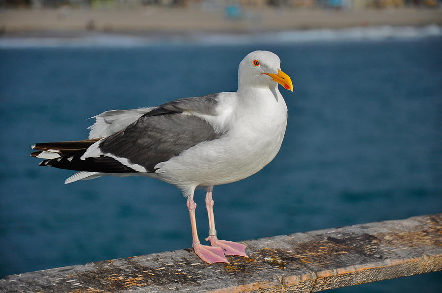 Pacific Seagull Photograph by William Carson Jr | Fine Art America