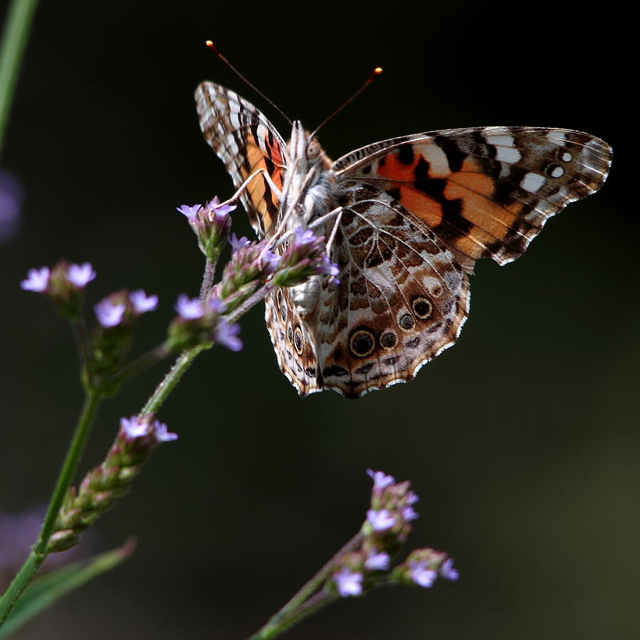 Painted Lady Photograph by Craig Elder - Fine Art America