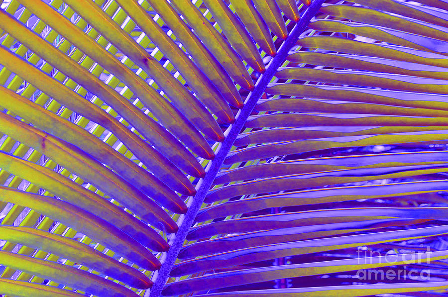 Palm Tree Abstract Photograph by Cindy Lee Longhini - Fine Art America