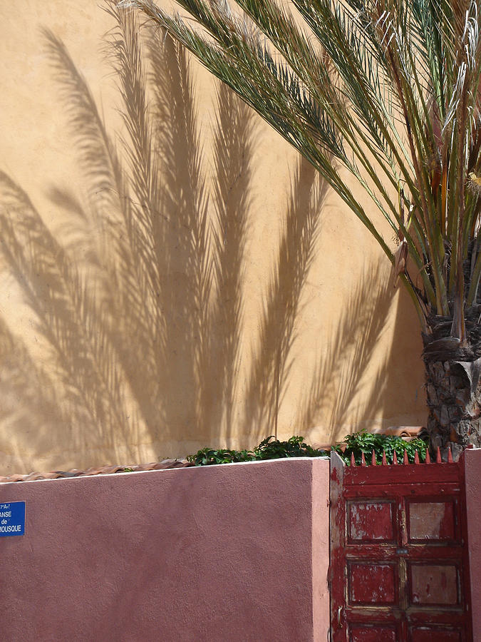 Palm tree shadow Photograph by Christopher Mullard - Fine Art America