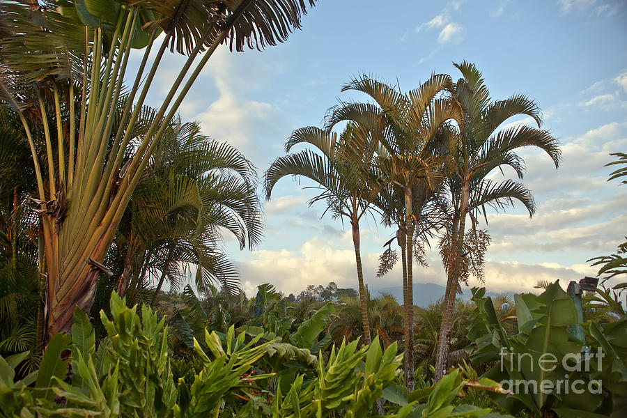 Palms in Costa Rica Photograph by Madeline Ellis | Fine Art America Palms in Costa Rica Photograph by Madeline Ellis | Fine Art America