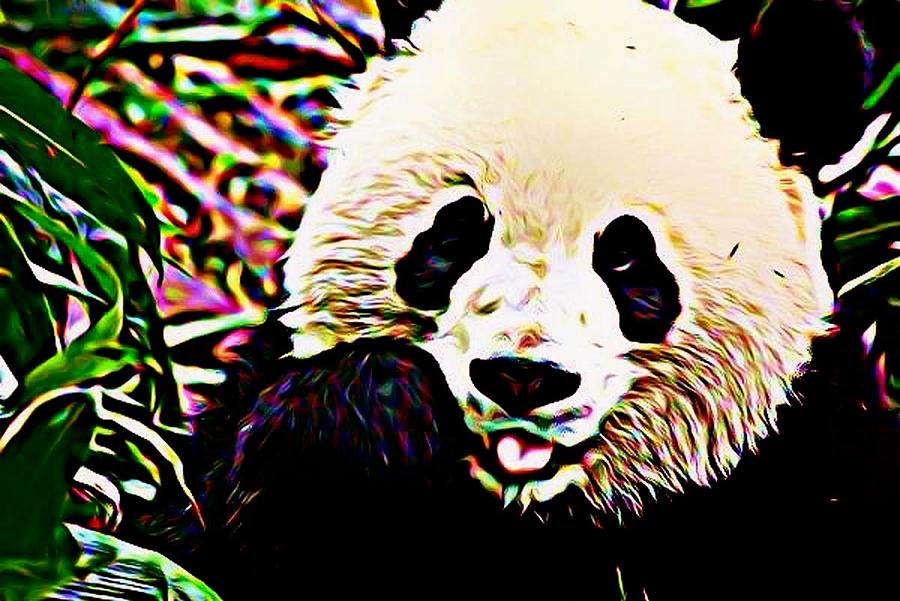 Panda Photograph by Dee Phillips - Pixels