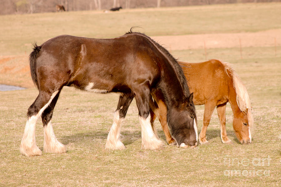 Pasture for Two Photograph by Donna Peden | Fine Art America