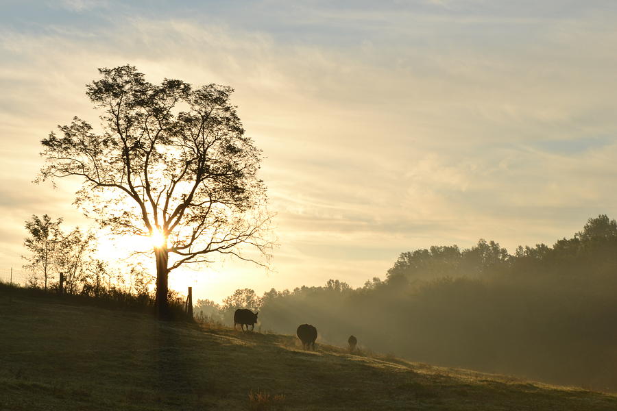 Pasture Sunrise Photograph by JD Grimes - Fine Art America