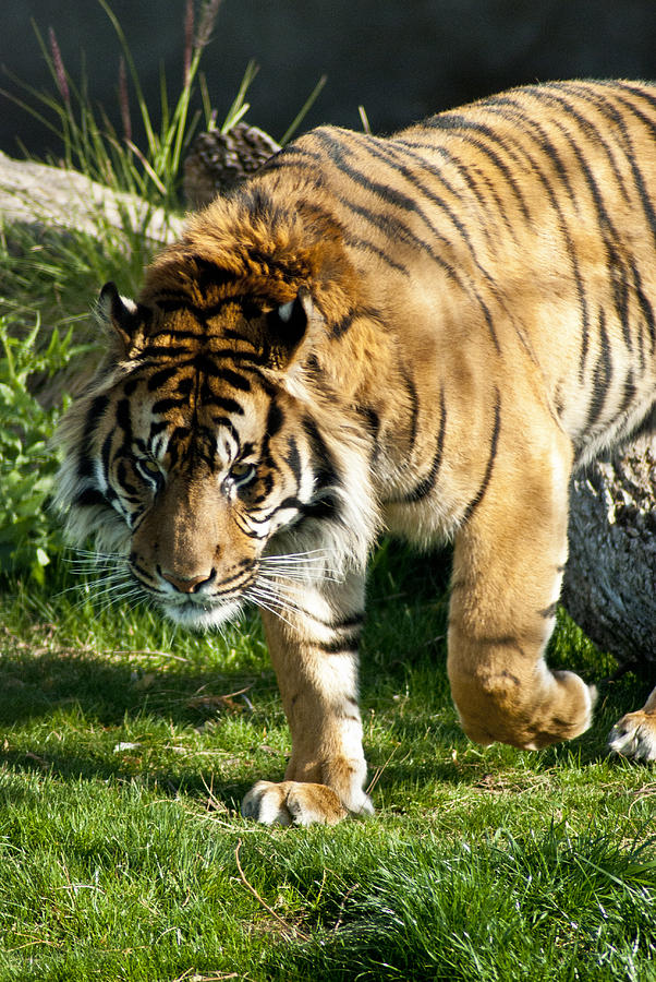 Patience Photograph by Jonathan Downing - Fine Art America