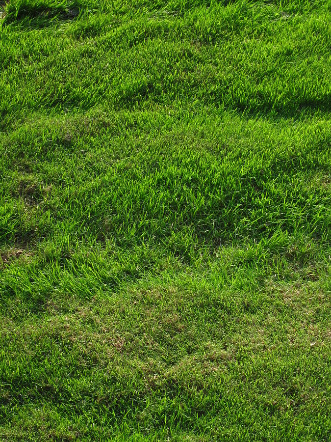 Patterns in the Grass Photograph by Guy Ricketts - Fine Art America