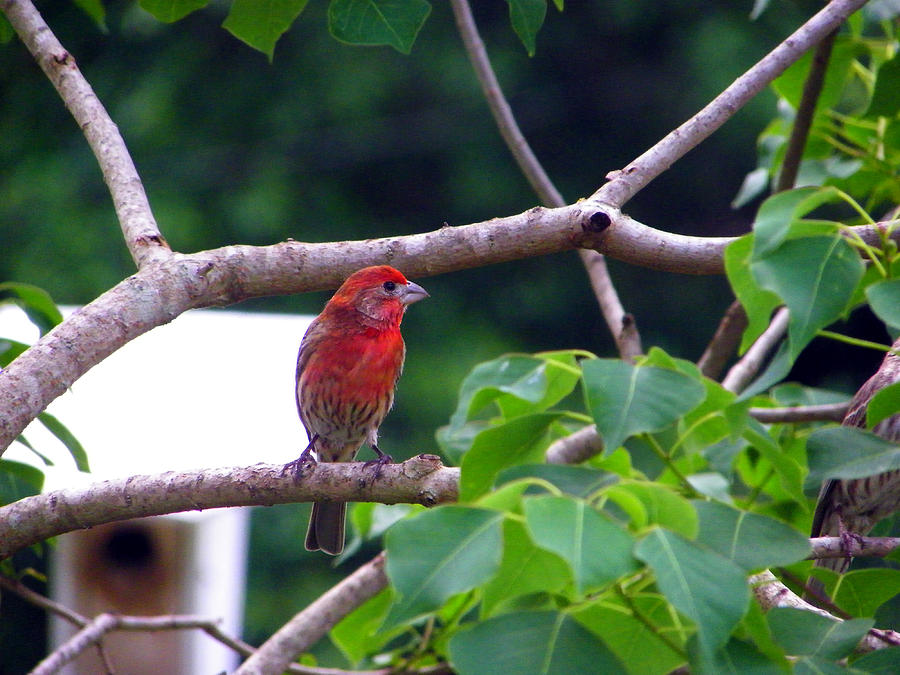 Pausing and Posing Photograph by Judy Wanamaker - Pixels