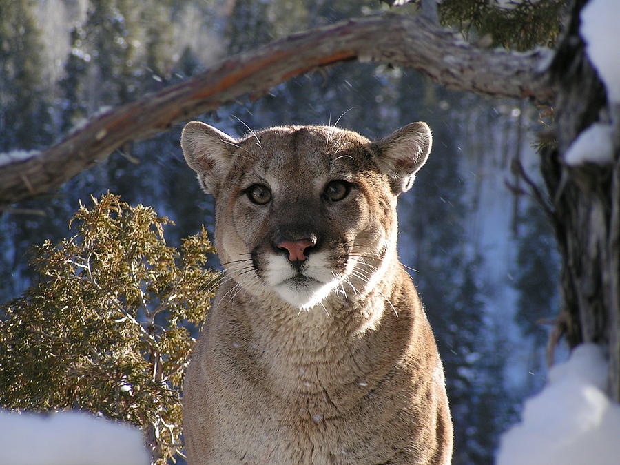Peaceful Photograph by Daniel Lyons - Fine Art America