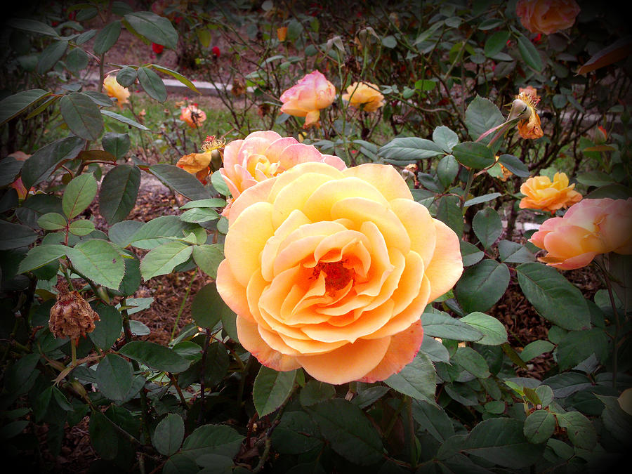 Peach Beauty Photograph By Dawn Gagnon Fine Art America
