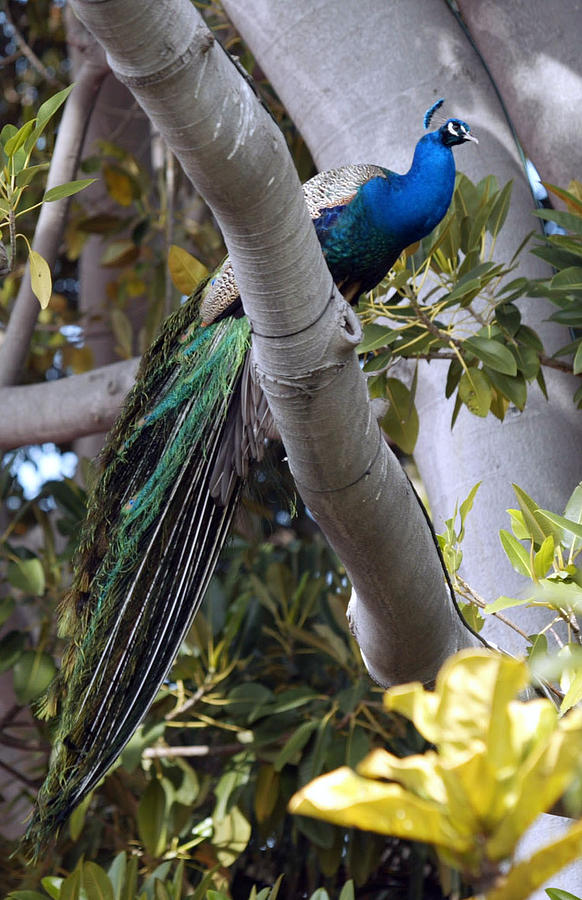 Peacock Perched Photograph by Monica Lahr Peacock Perched Photograph by Monica Lahr