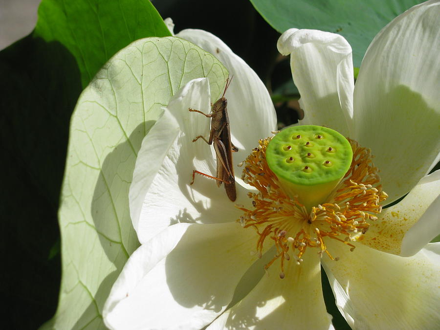 Pearl Lotus Photograph by White Space - Pixels