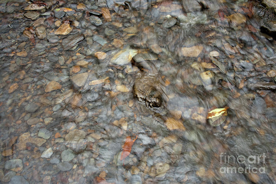 Pebblebrook Photograph by Michael Waters - Fine Art America