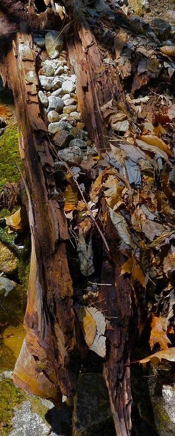 Pebbles in Log Photograph by George Ramos - Fine Art America