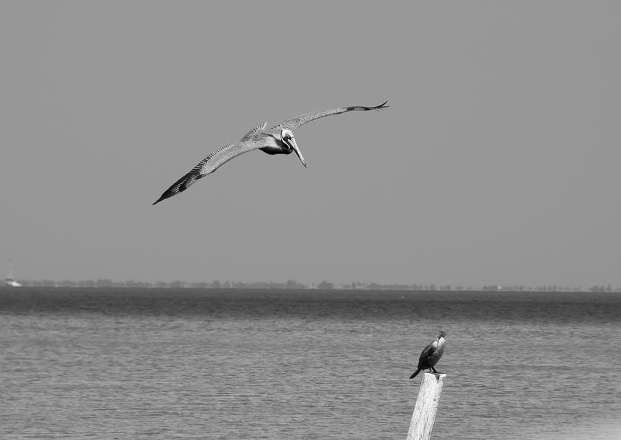 Pelican attack Photograph by Herman Boodoo - Fine Art America