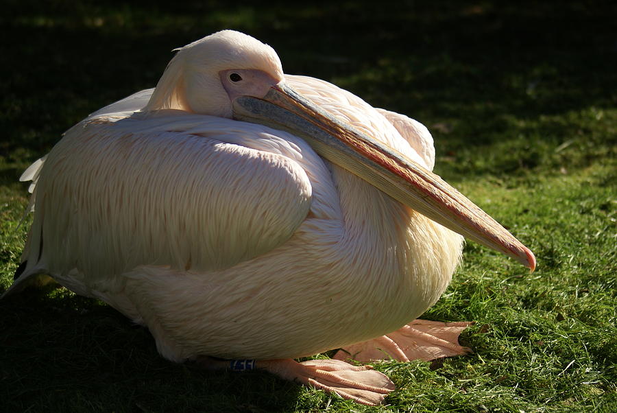 Pelican Photograph by Christopher Beardall - Fine Art America