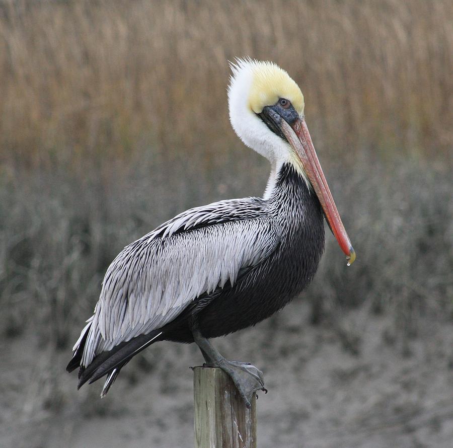 Pelican Photograph by Robert Hunter - Fine Art America
