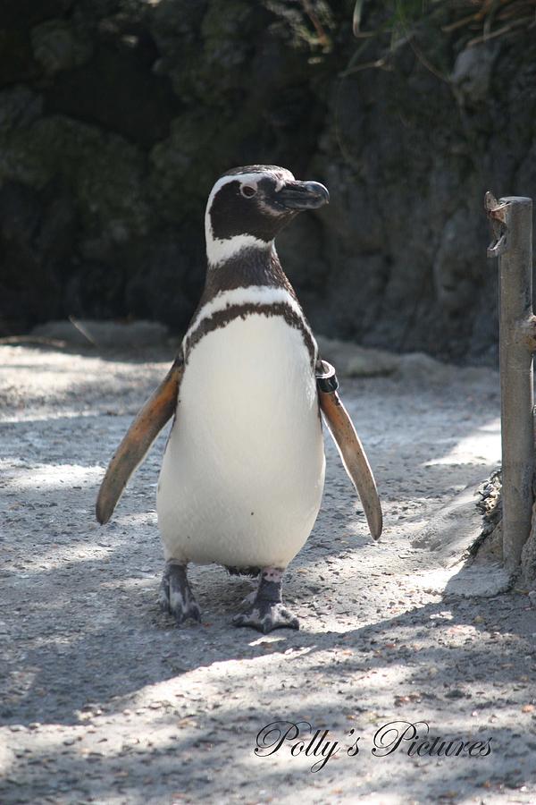 Penguin Waddle Photograph by Amber Weber - Fine Art America