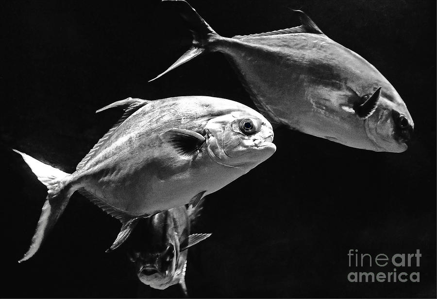 Permit School Photograph by William Hanus - Pixels