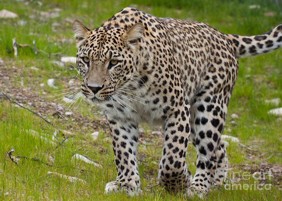 Persian Leopard Photograph by Johan Larson