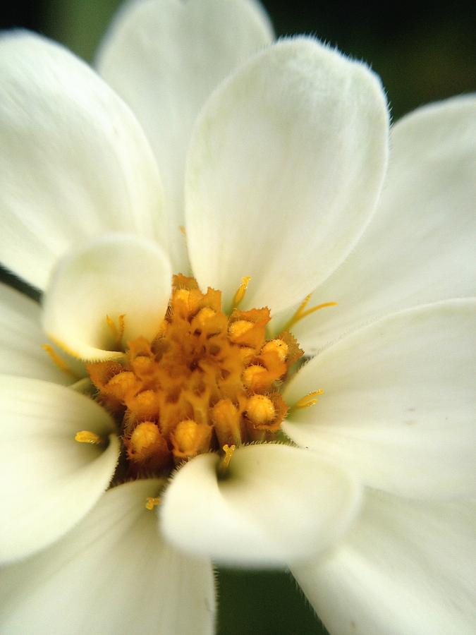 Petals Photograph by Danielle Cirillo - Fine Art America