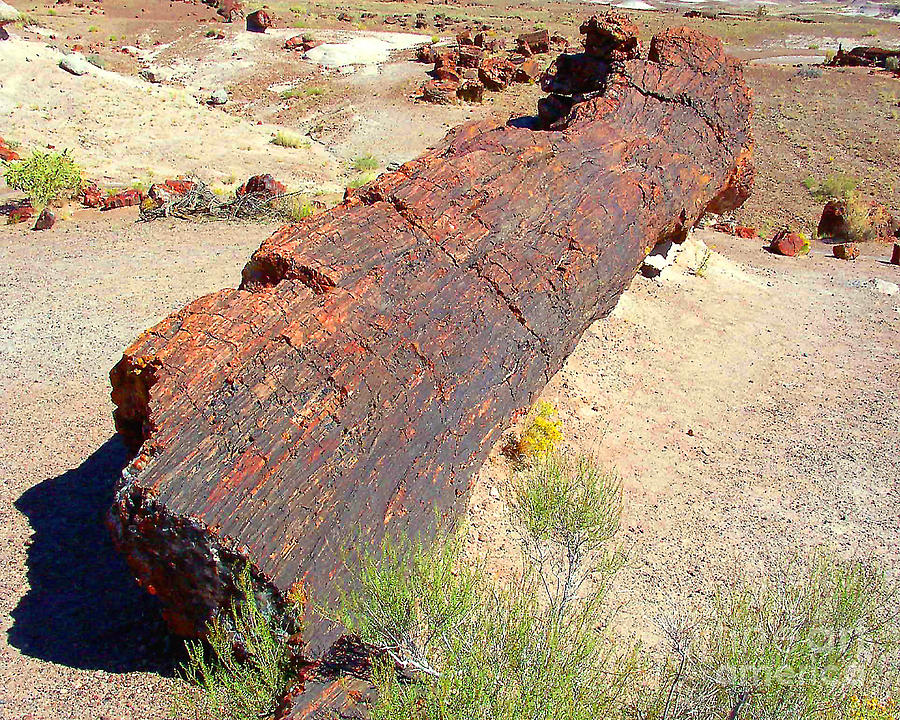 Petrified Stone Tree Trunk Photograph by Merton Allen | Fine Art America