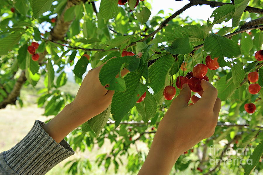 Picking cherries from tree Photograph by Sami Sarkis - Fine Art America