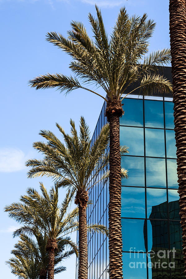 Picture of Palm Trees and Office Building Photograph by Paul Velgos ...