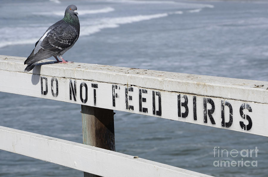 Pigeons Cannot Read Photograph by Bob Christopher - Fine Art America