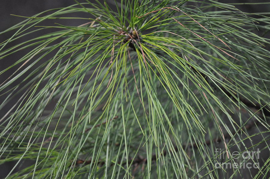 Pine Needle Shower Photograph by Karen McAfee - Fine Art America