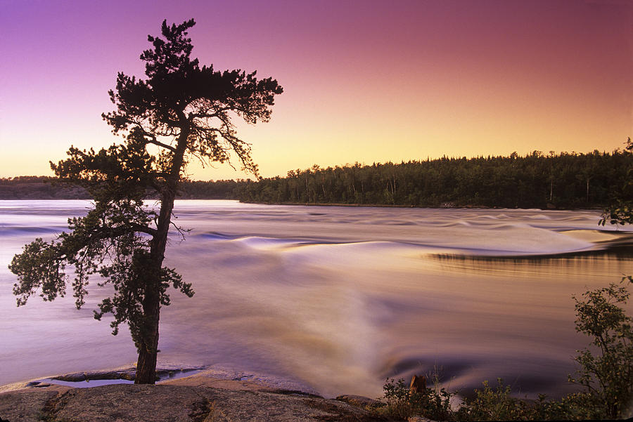Pine Tree, Sturgeon Falls, Whiteshell Photograph by Dave Reede - Fine ...