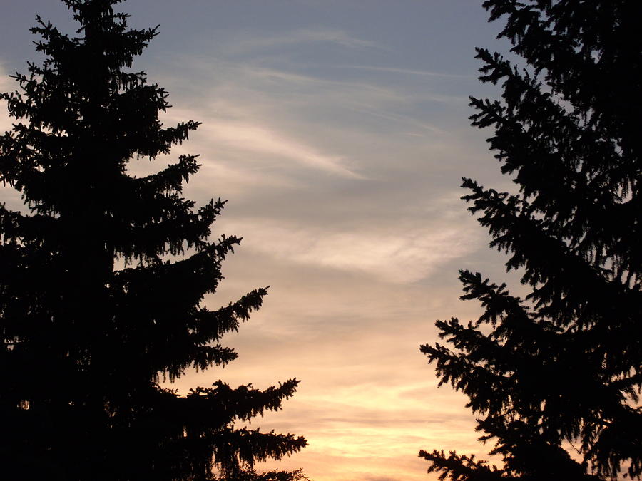 Pine Tree Sunset Photograph by Brian Maloney